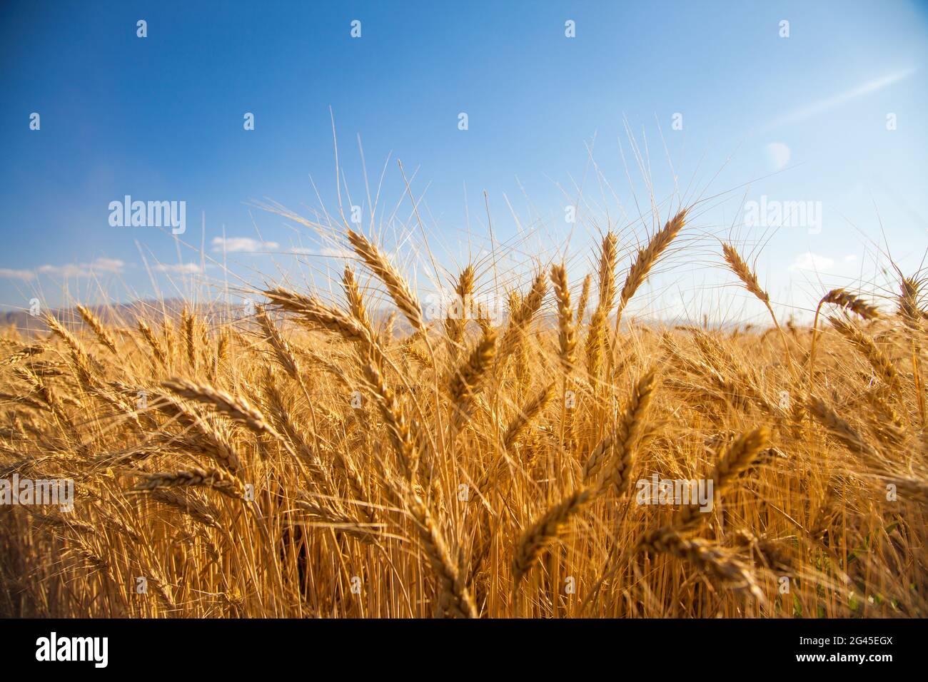 Blue and gold landscape hi-res stock photography and images - Alamy