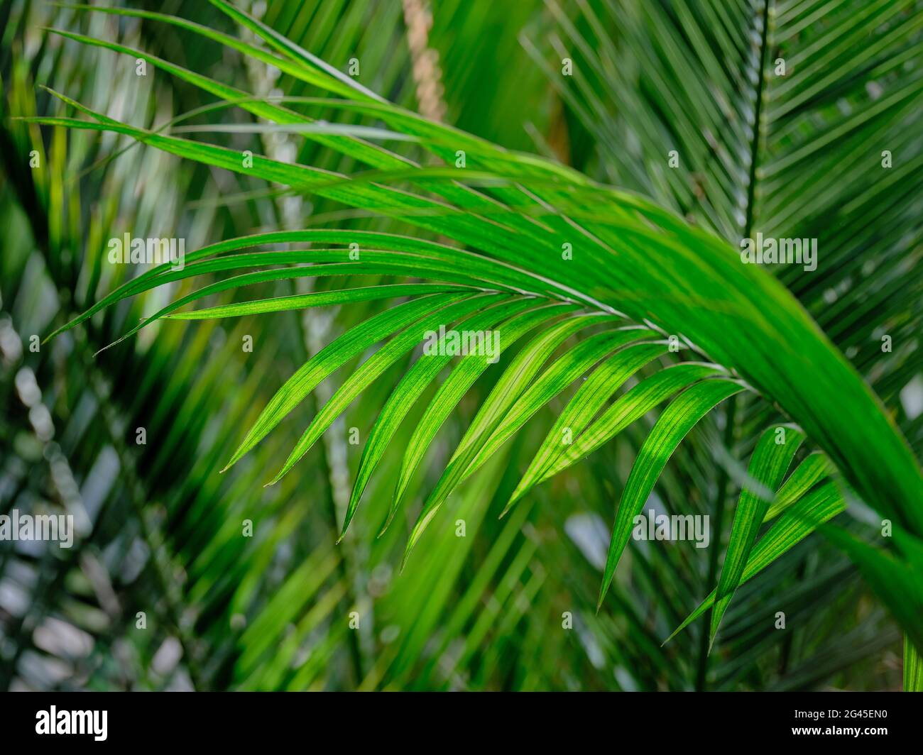 Palm tree long thin green leaves close up detail and sunlight Stock ...