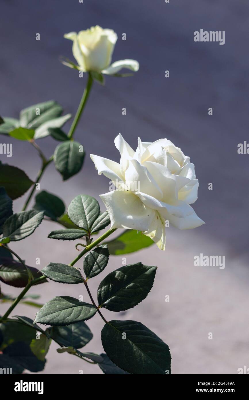 Beautiful white garden rose (rosa iceberg) flower plant on terrace ...