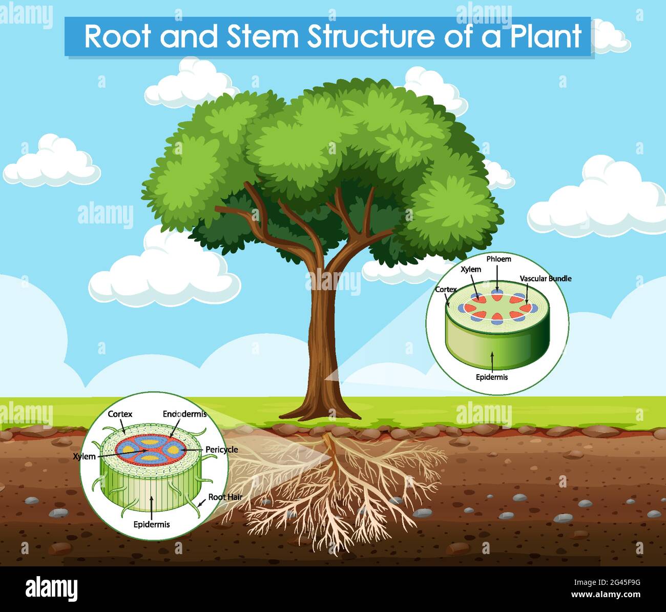Plant Roots Diagram