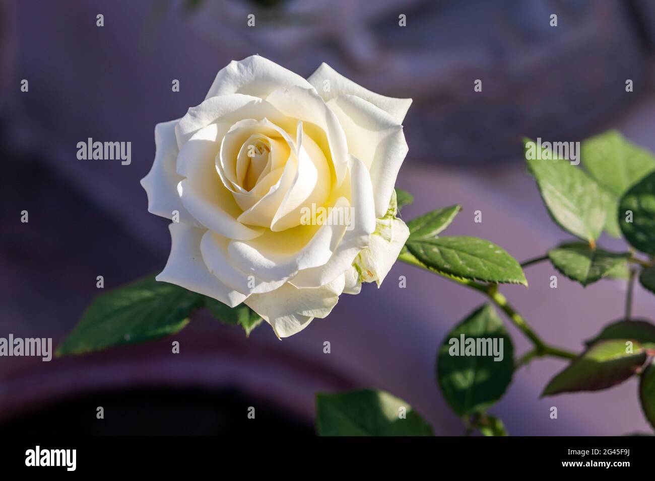 Beautiful white garden rose (rosa iceberg) flower plant on terrace ...
