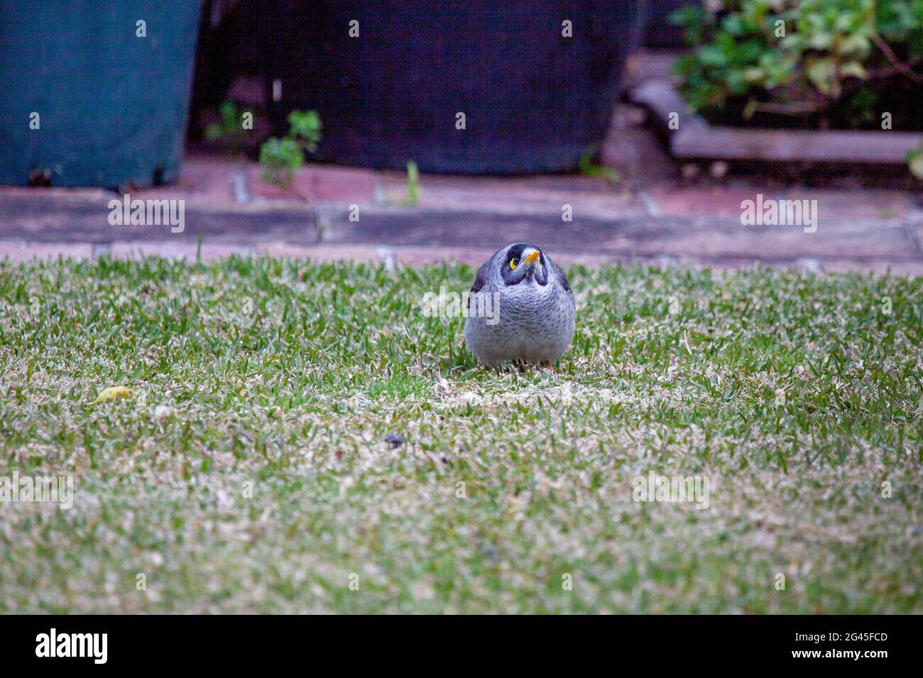 Noisy Miners - Australia Stock Photo - Alamy