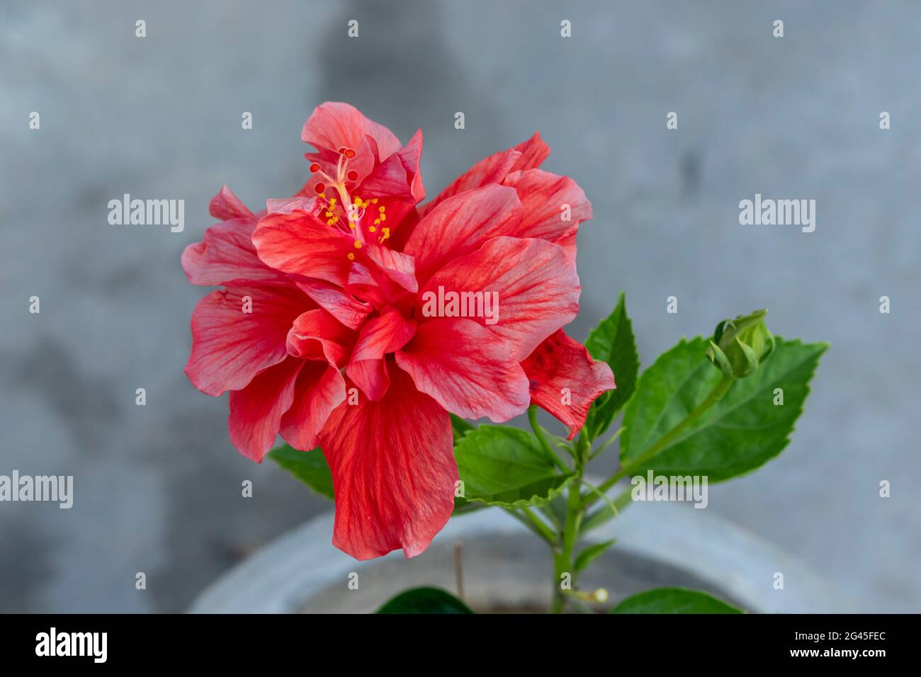 Red gudhal hi-res stock photography and images - Alamy