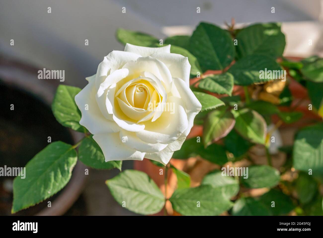Beautiful white garden rose flower plant on terrace garden Stock Photo ...