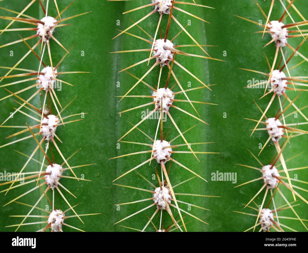 texture of green cactus as a background Stock Photo - Alamy