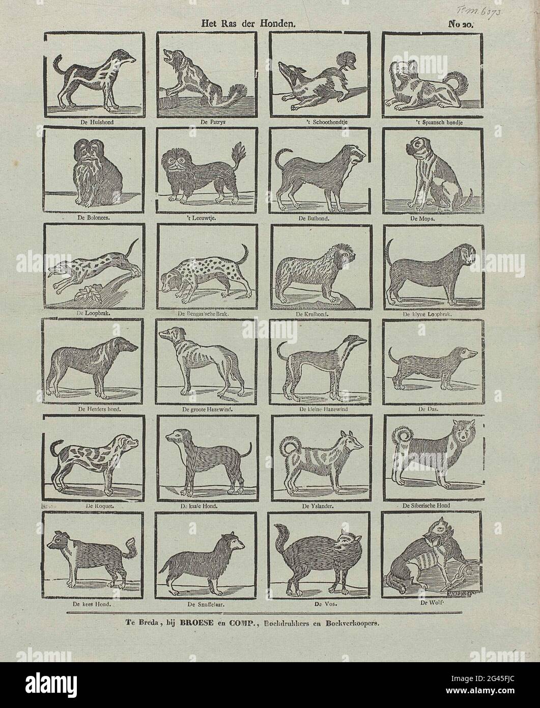 The breed of dogs. Leaf with 24 performances of different dog breeds ...