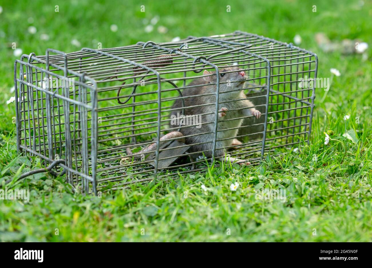 Brown rat caught in a wire trap. Facing forward. Garden setting with ...