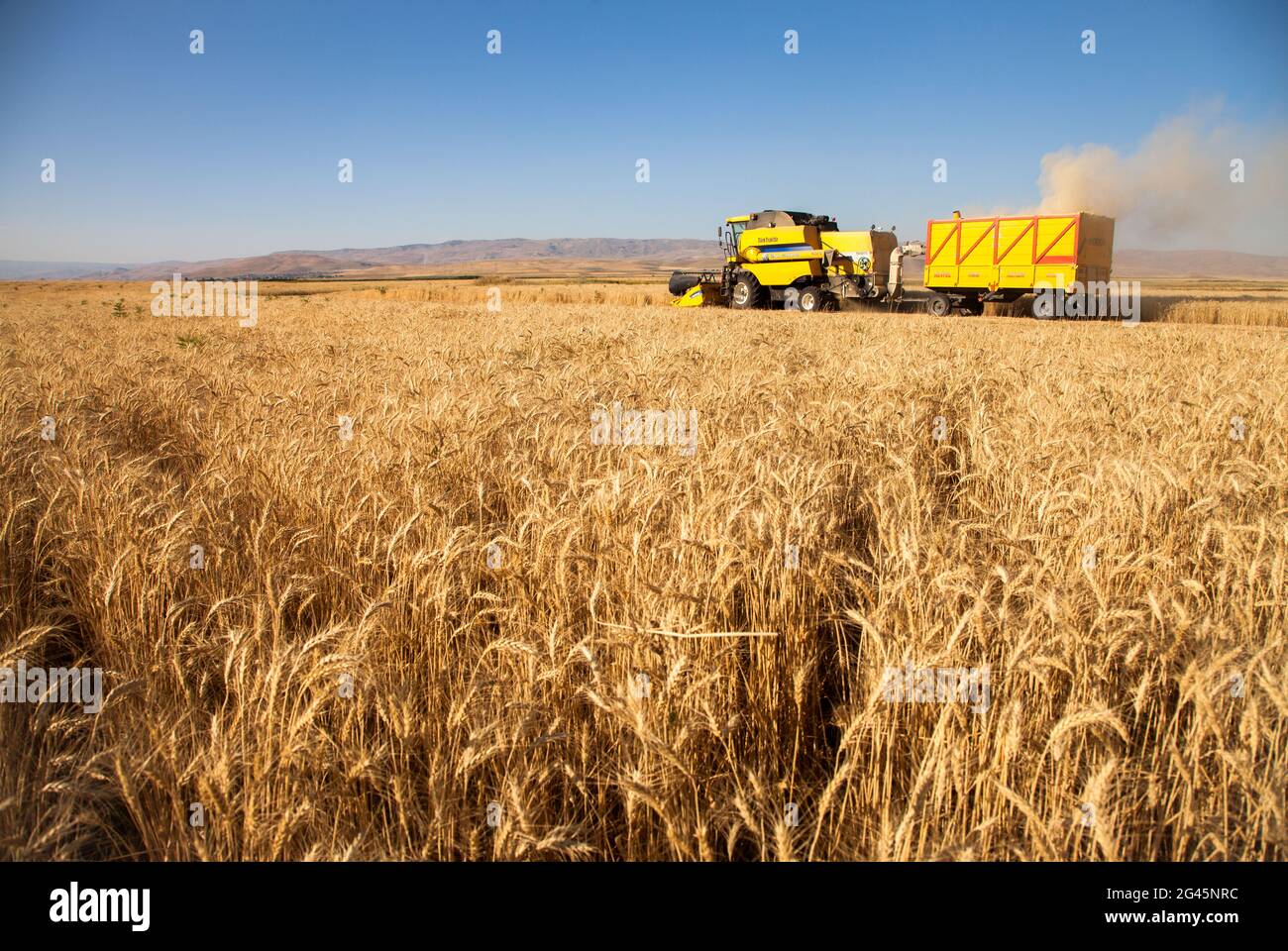 Corn field turkey hi-res stock photography and images - Alamy