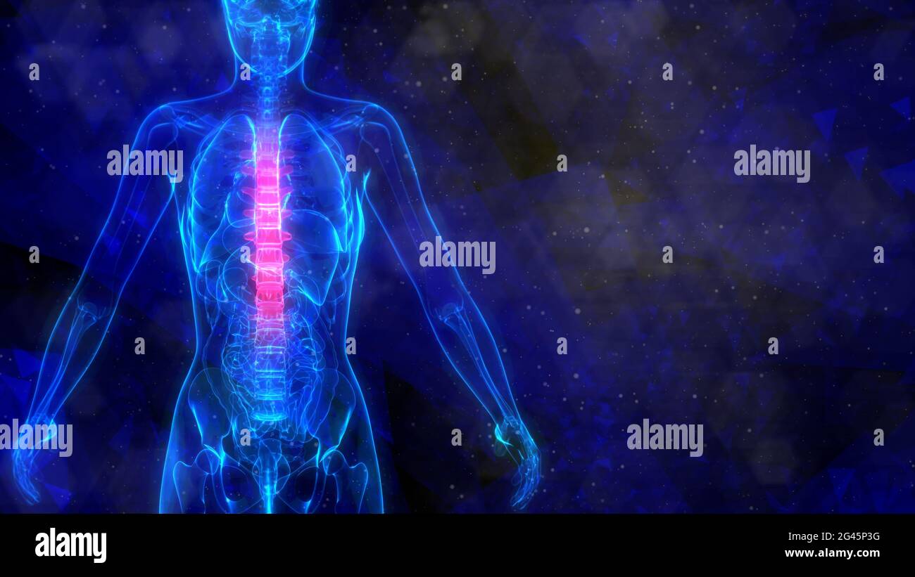 Thoracic, middle part of spine on x-ray body, healthcare 3d ...