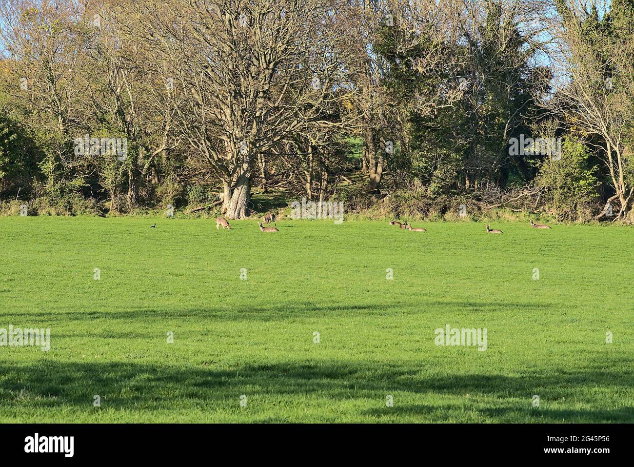 Beautiful cozy view of spring Irish countryside garden with old trees ...