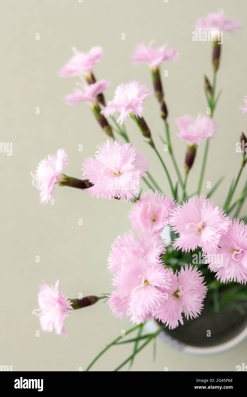 Pink small carnations in a vase, top view Stock Photo - Alamy