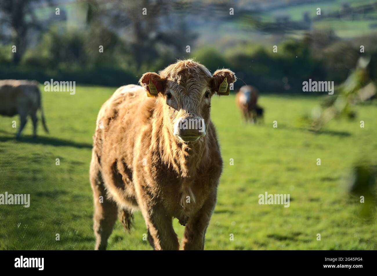 Pucks castle hi-res stock photography and images - Alamy