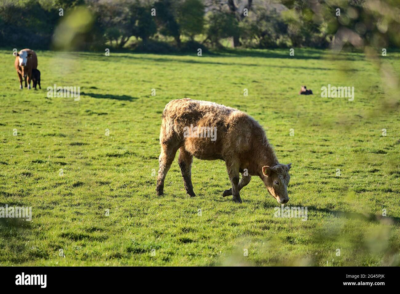 Pucks castle hi-res stock photography and images - Alamy