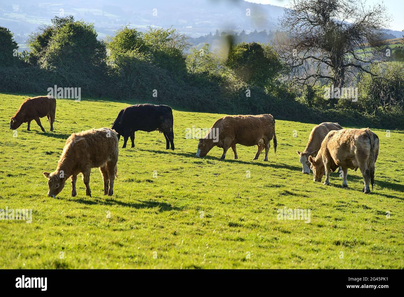 Cows ln hi-res stock photography and images - Alamy