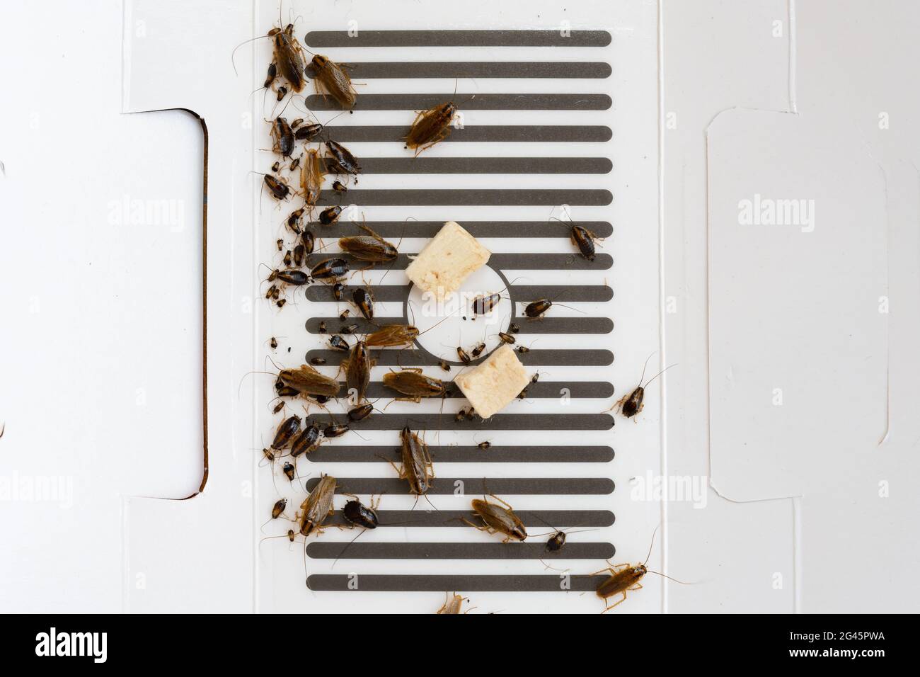 Bacteria trap hi-res stock photography and images - Alamy