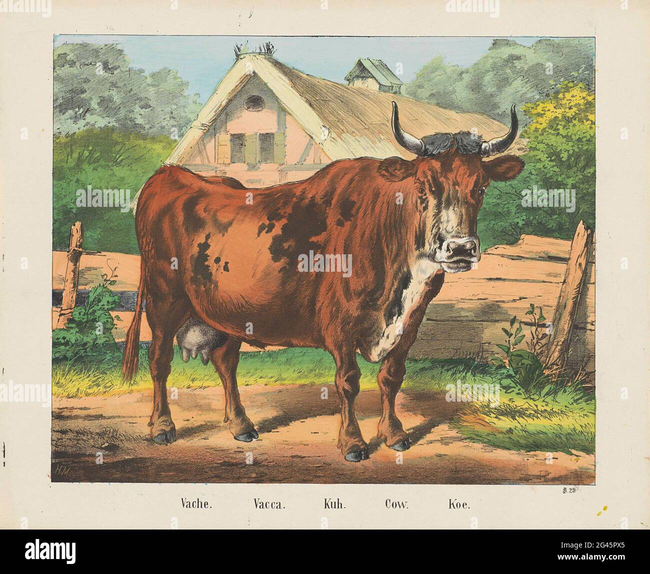 Vache. / Vacca. / Kuh. / Cow. / Cow. A cow in front of a fence. A farm ...