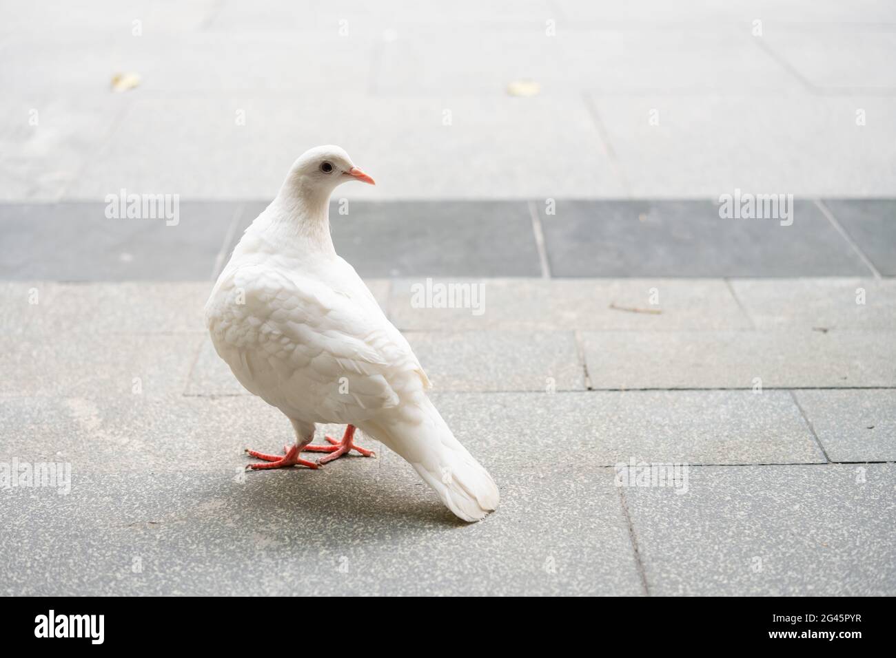 Domestic white pigeon standing hi-res stock photography and images - Alamy