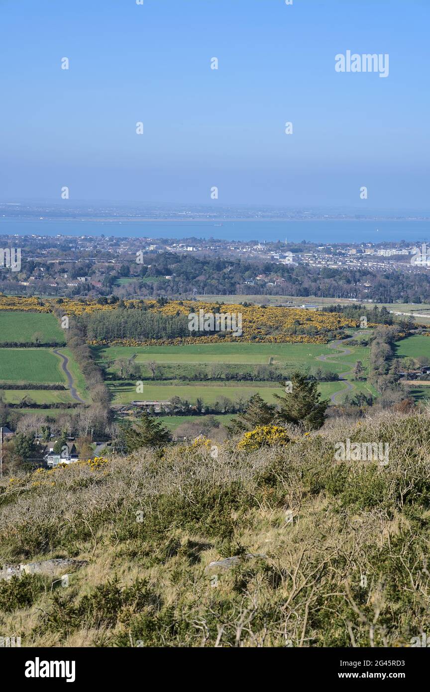 Beautiful bright aerial-like view of yellow flowering gorse, green ...