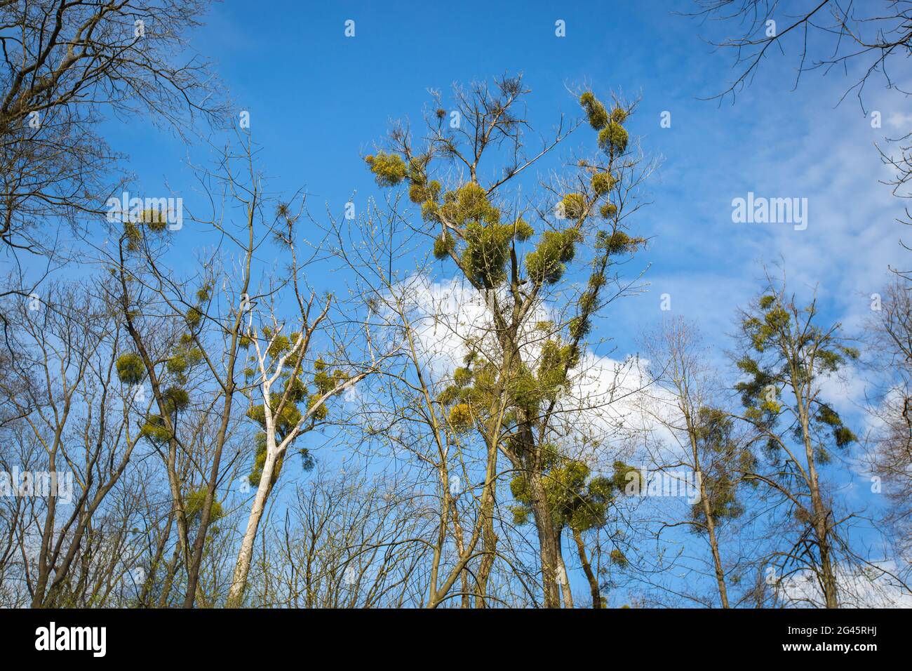 The trees with full of mistletoe in the forest Stock Photo - Alamy