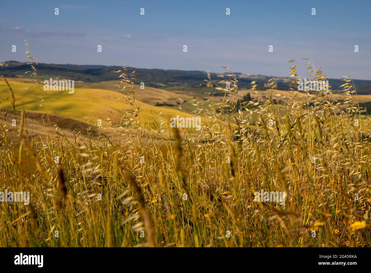 Beautiful idyllic summer landscape of Toscana, Italy with many ...