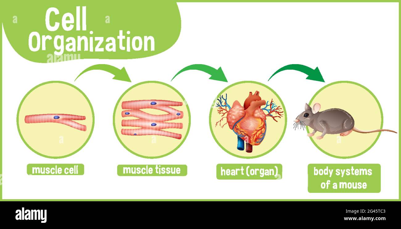 Diagram showing cell organization in a mouse illustration Stock Vector ...