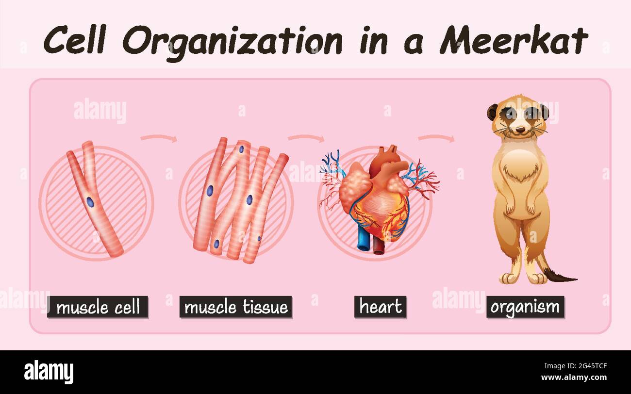 Diagram showing cell organization in a meerkat illustration Stock ...