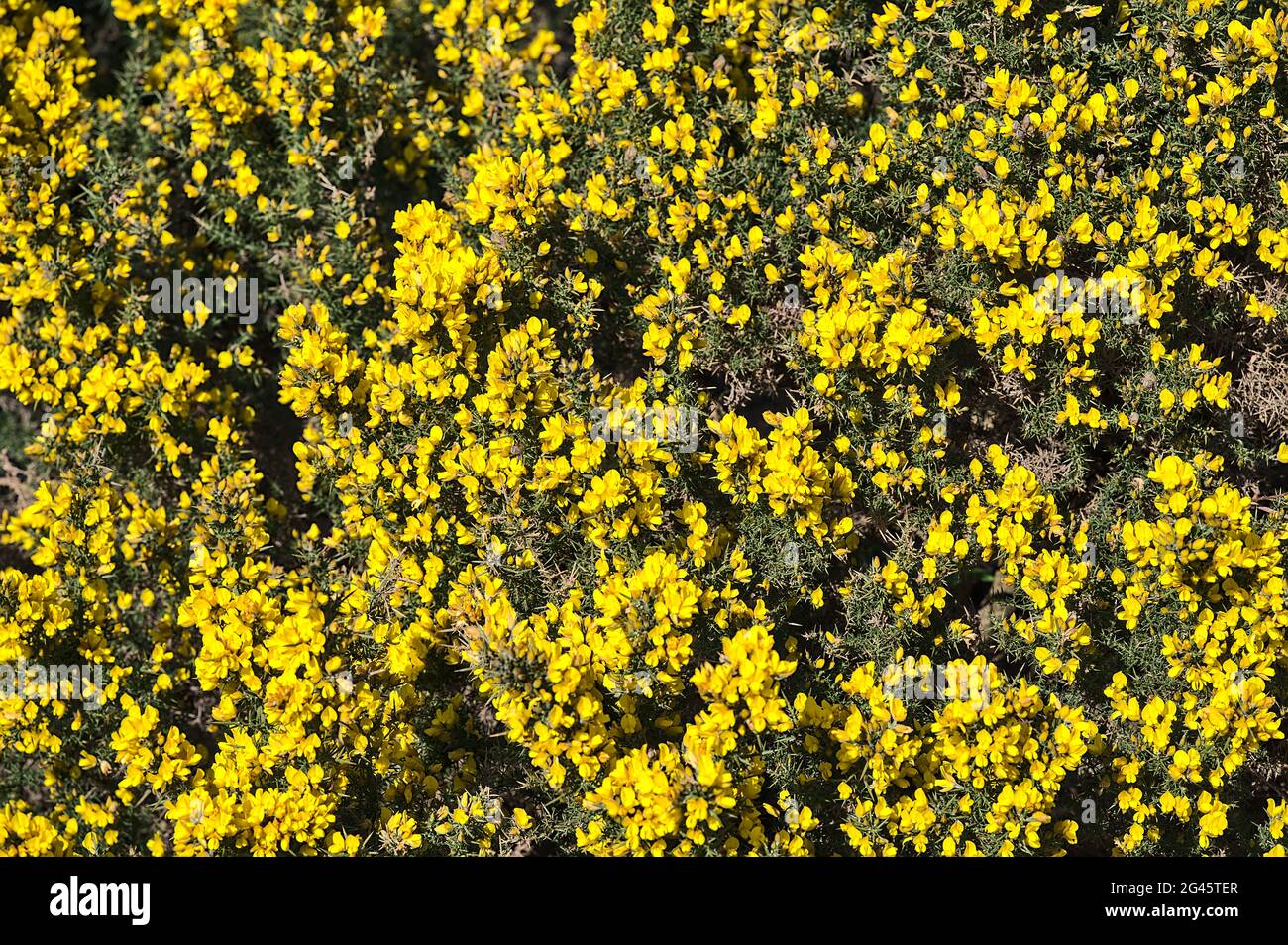 Beautiful closeup uniform background of yellow gorse (Ulex) wild peaky ...