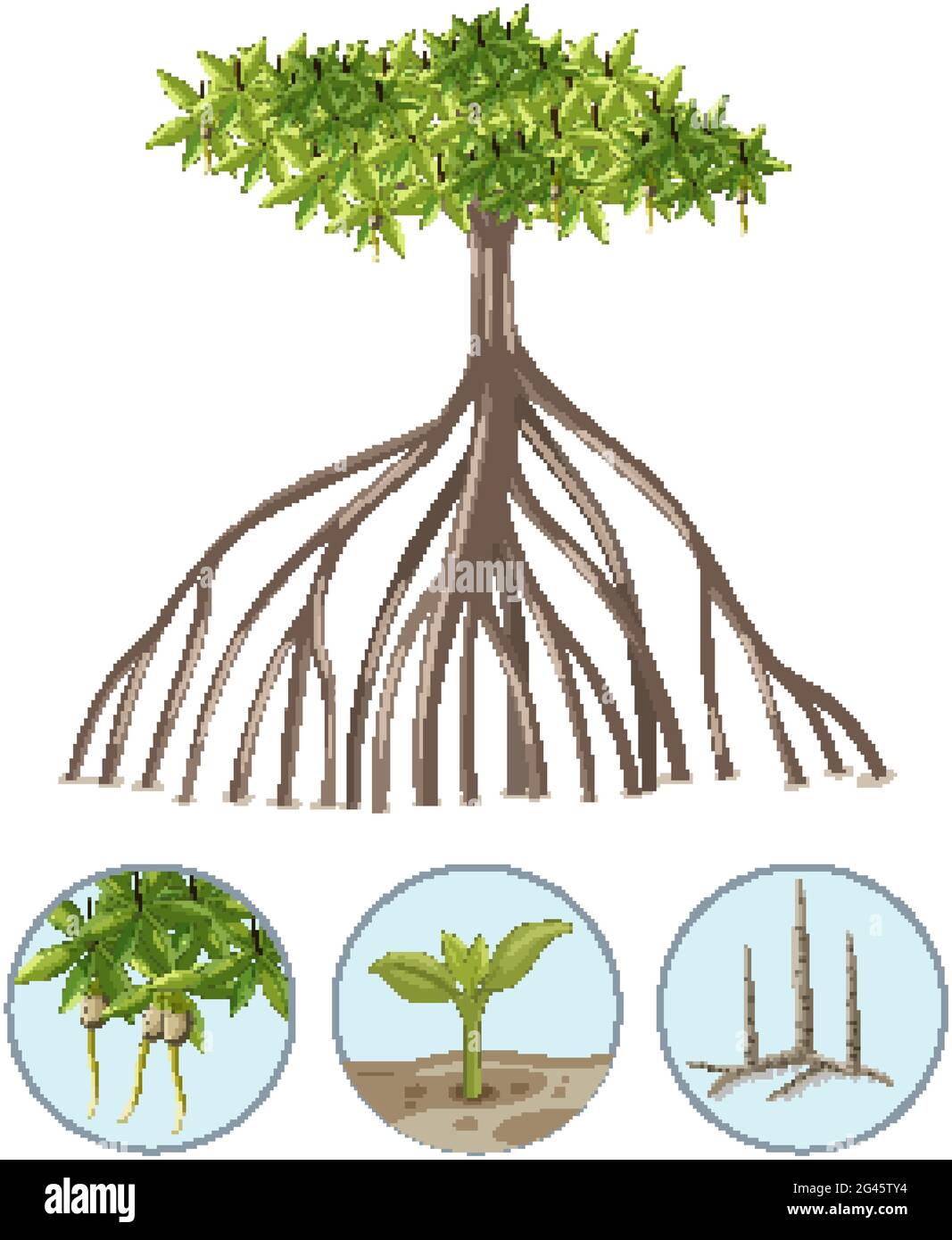 Mangrove tree with elements isolated on white background illustration ...