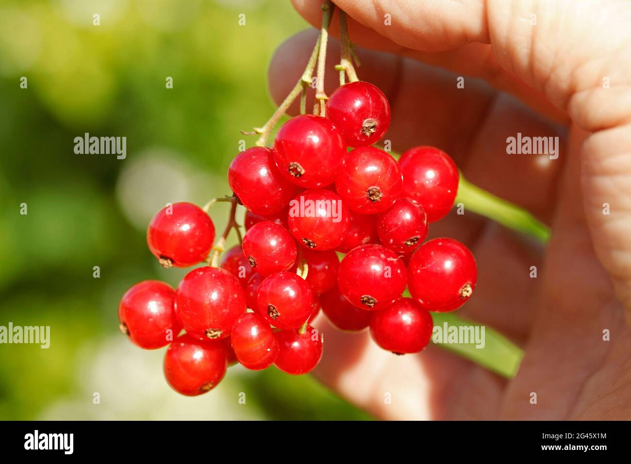 Red currants. Ribes rubrum Stock Photo - Alamy