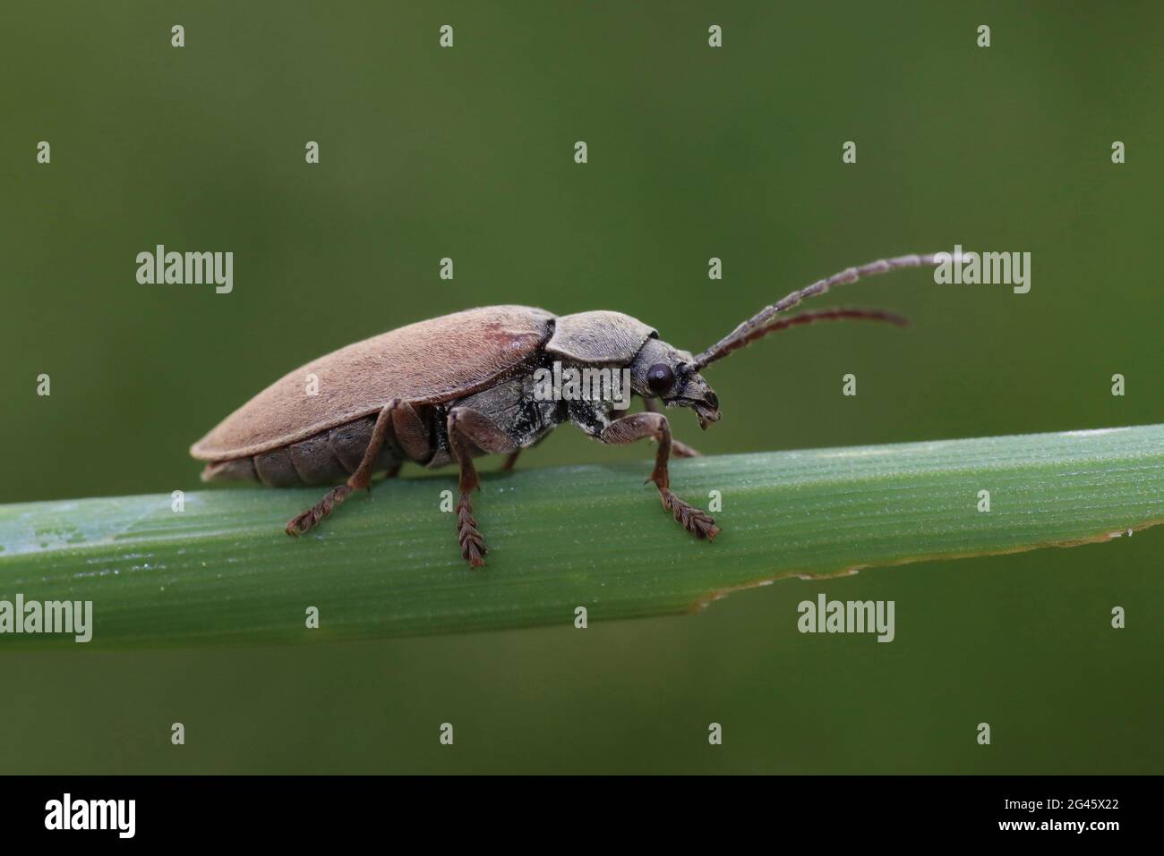 Orchid Beetle Dascillus cervinus Stock Photo - Alamy