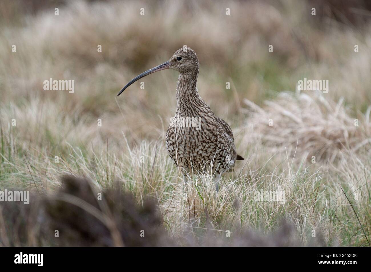 Curlew on grass hi-res stock photography and images - Alamy