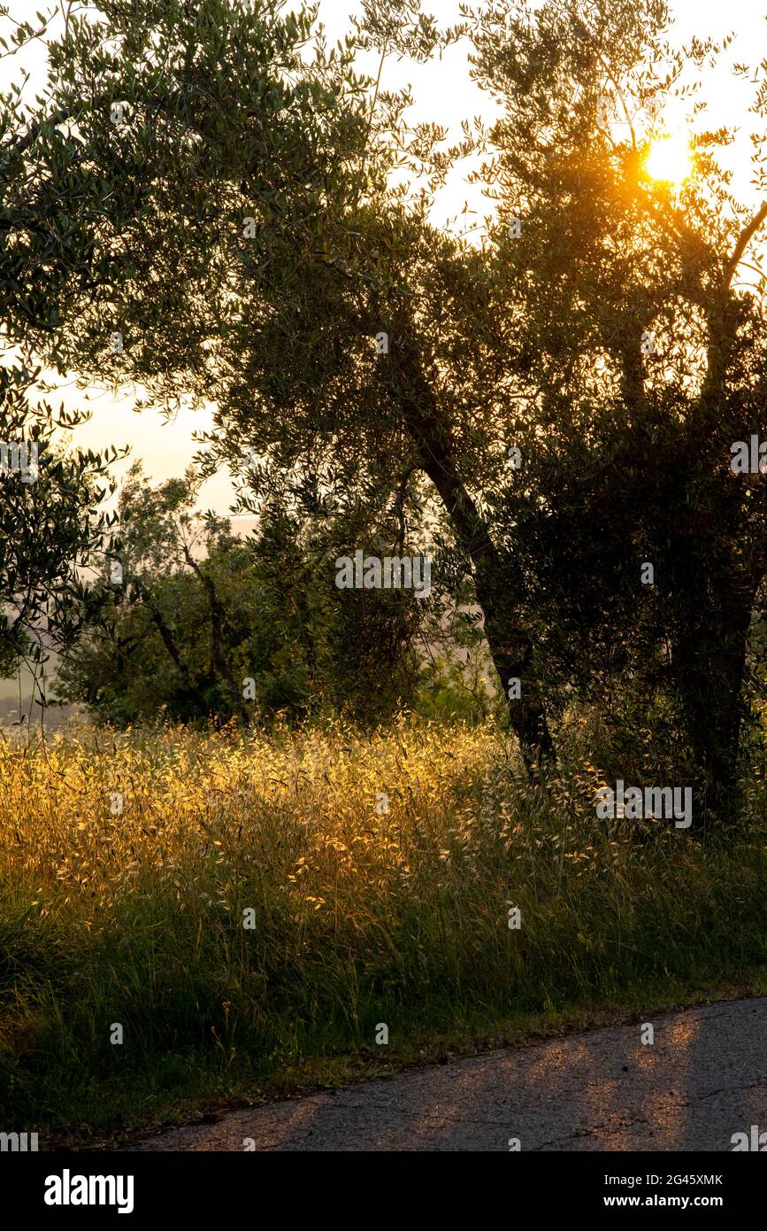 Beautiful idyllic summer landscape of Toscana, Italy with many ...