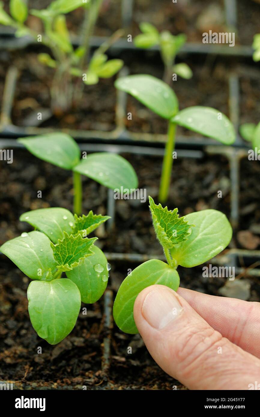 Young cucumber seedlings growing hi-res stock photography and images ...