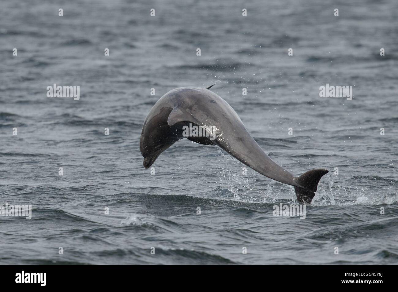 Bottlenose Dolphins at Chanonry Point, Scottish Highlands Stock Photo ...