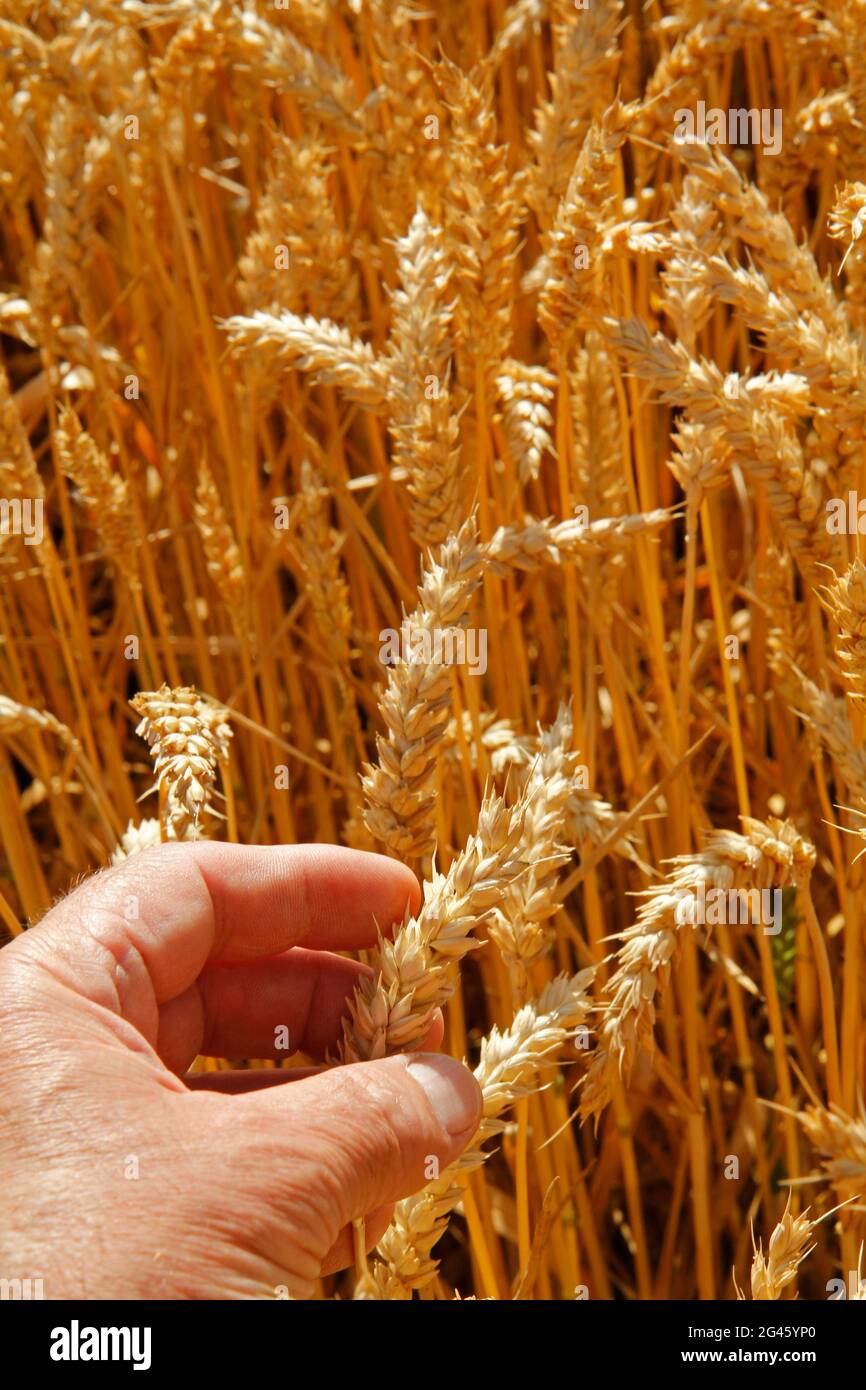 Farmer check wheat crop hi-res stock photography and images - Alamy