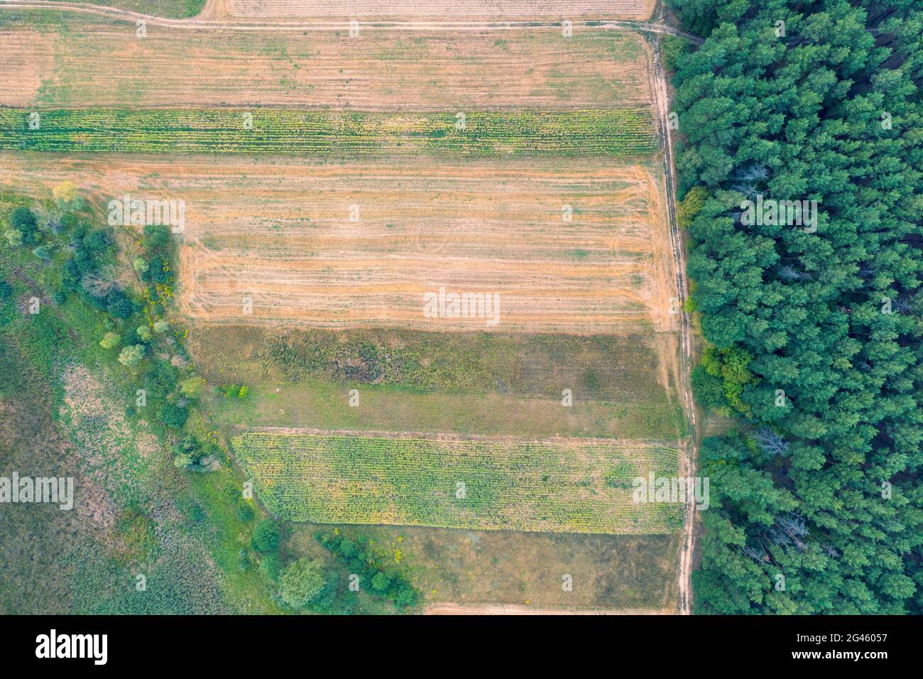 Top view of a beautiful arable field at the edge of the forest. Rural ...