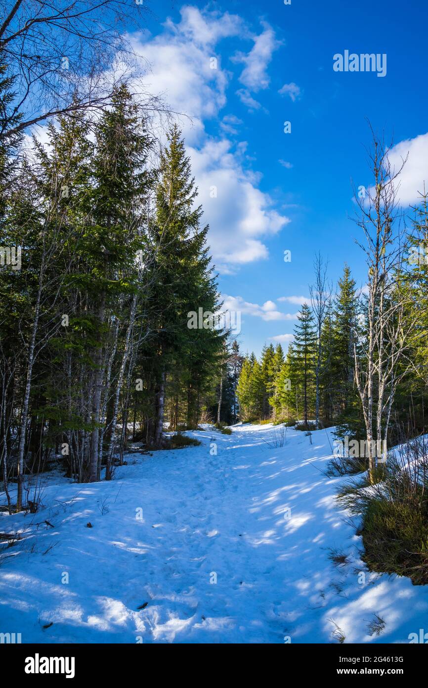 Germany, Forest trail scene covered by snow on a frozen cold winter day ...