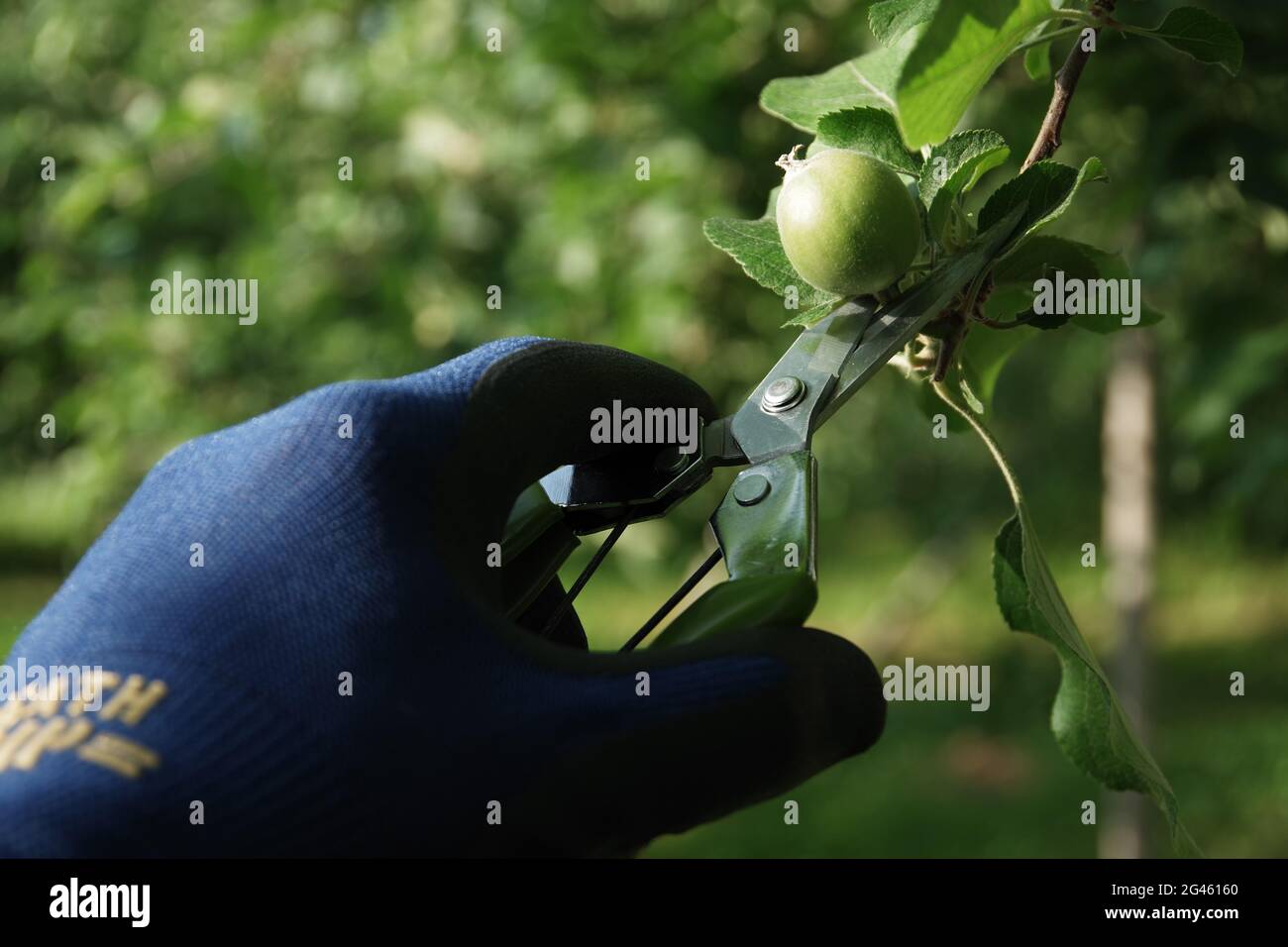 Nagano, Japan, 05-20-2021, Hand of a man cutting a baby apple with a ...