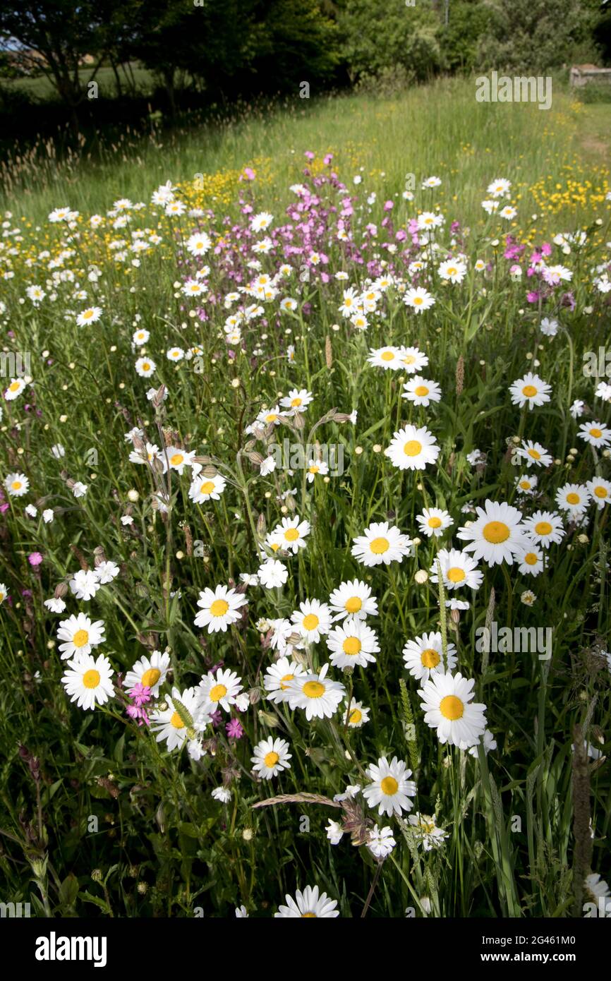 Native UK wildflowers in full bloom in 400 sq m of rewilded area. in ...