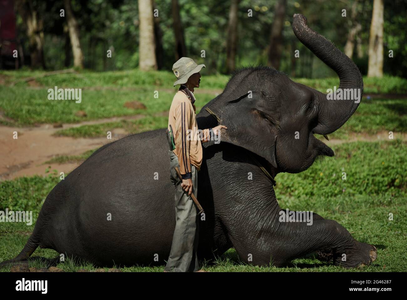 A mahout and an elephant under his care at Sumatran elephant ...