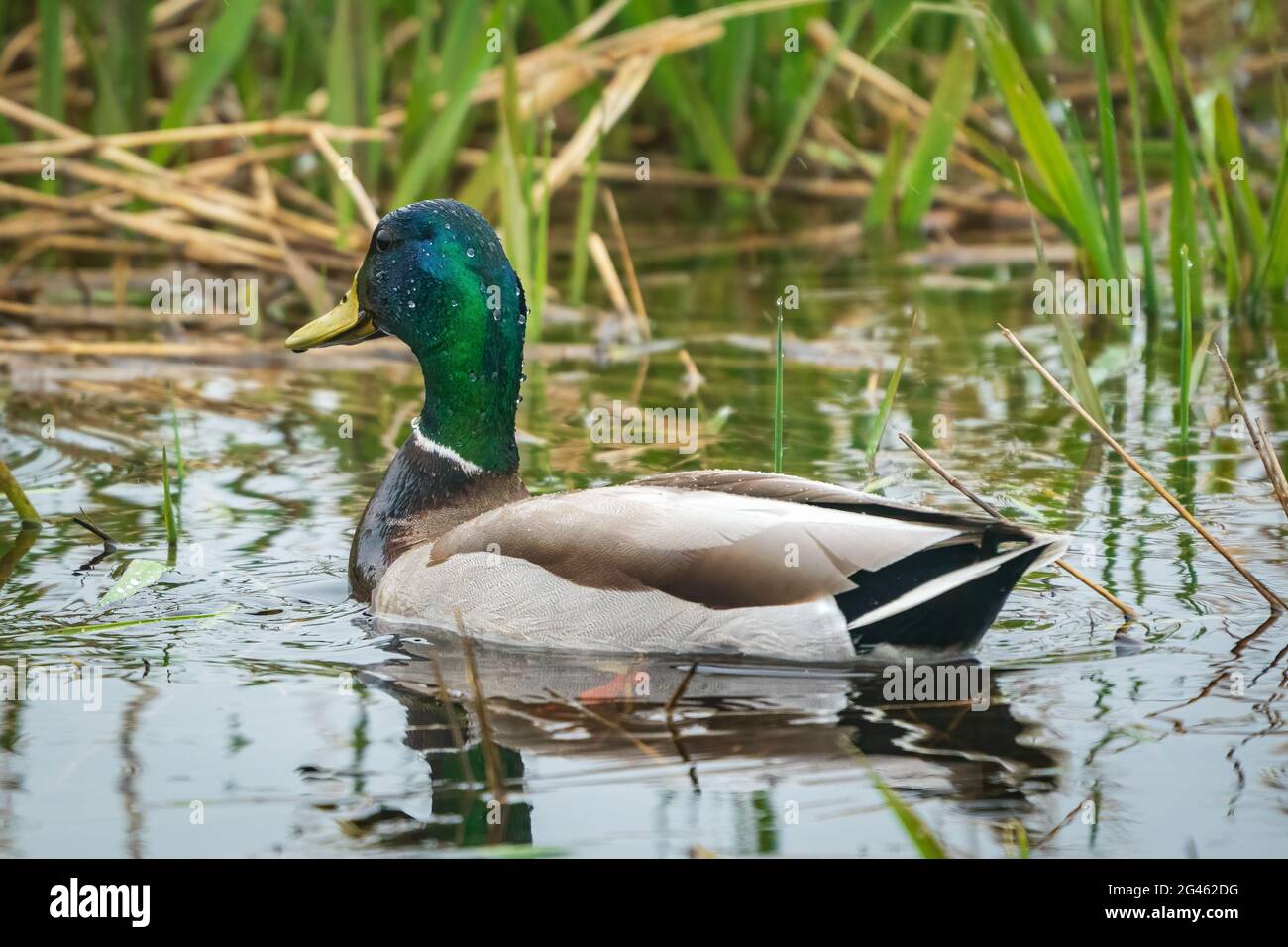 A Mallard Drake duck photographed along the shore of Strawberry creek ...
