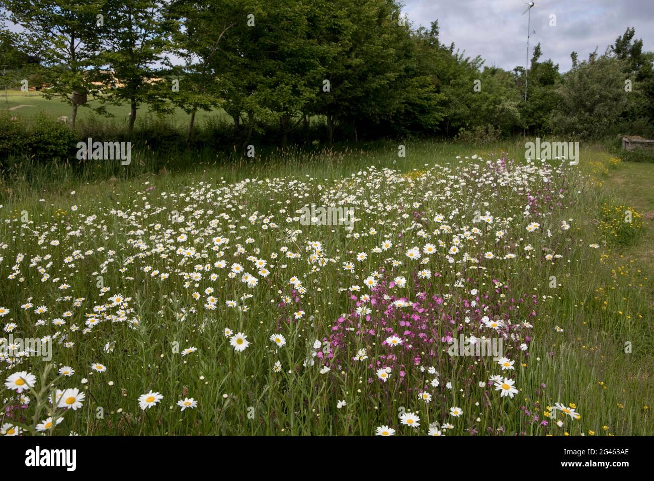 Rewilded meadow hi-res stock photography and images - Alamy
