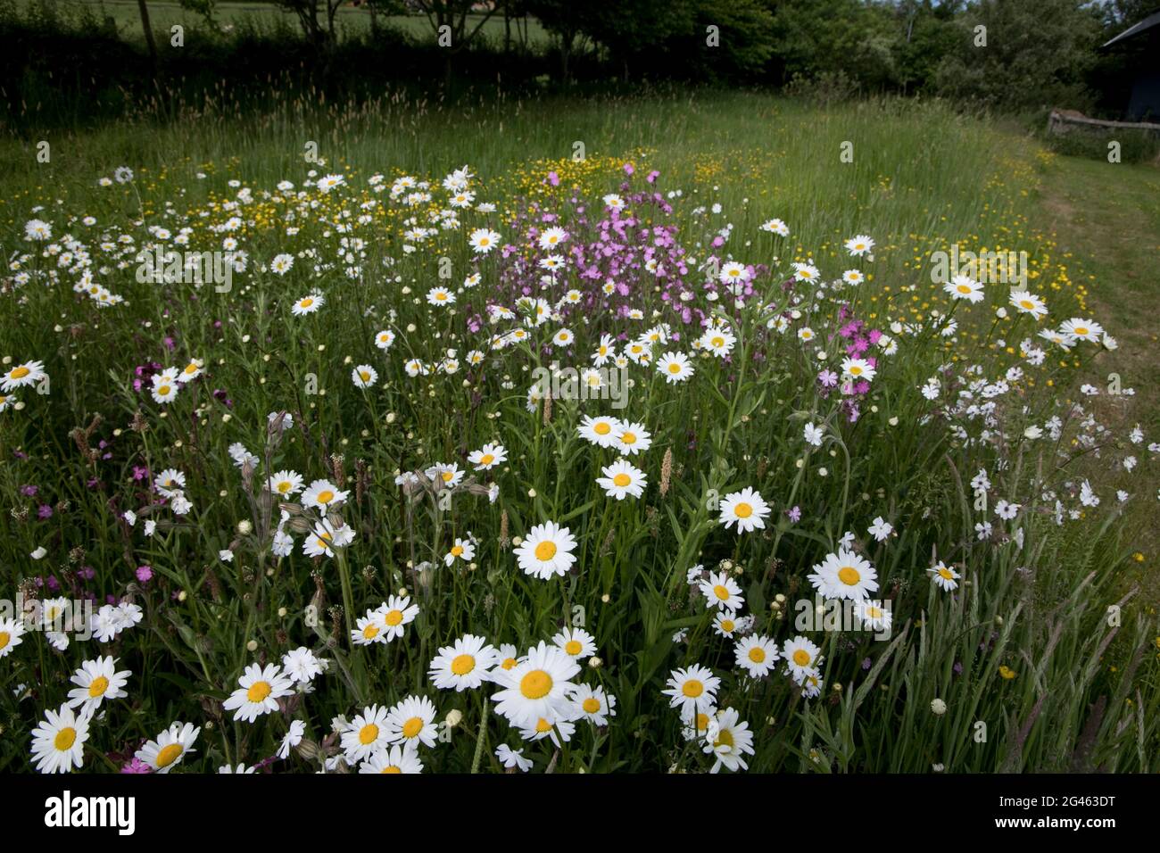 Native UK wildflowers in full bloom in 400 sq m of rewilded area. in ...
