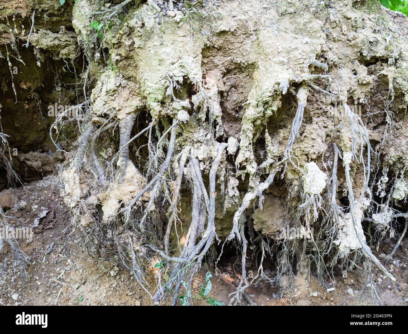 Uprooted tree closeup hi-res stock photography and images - Alamy