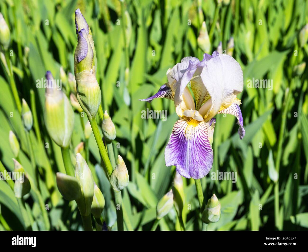 single iris flower over green flowerbed closeup on sunny summer day ...