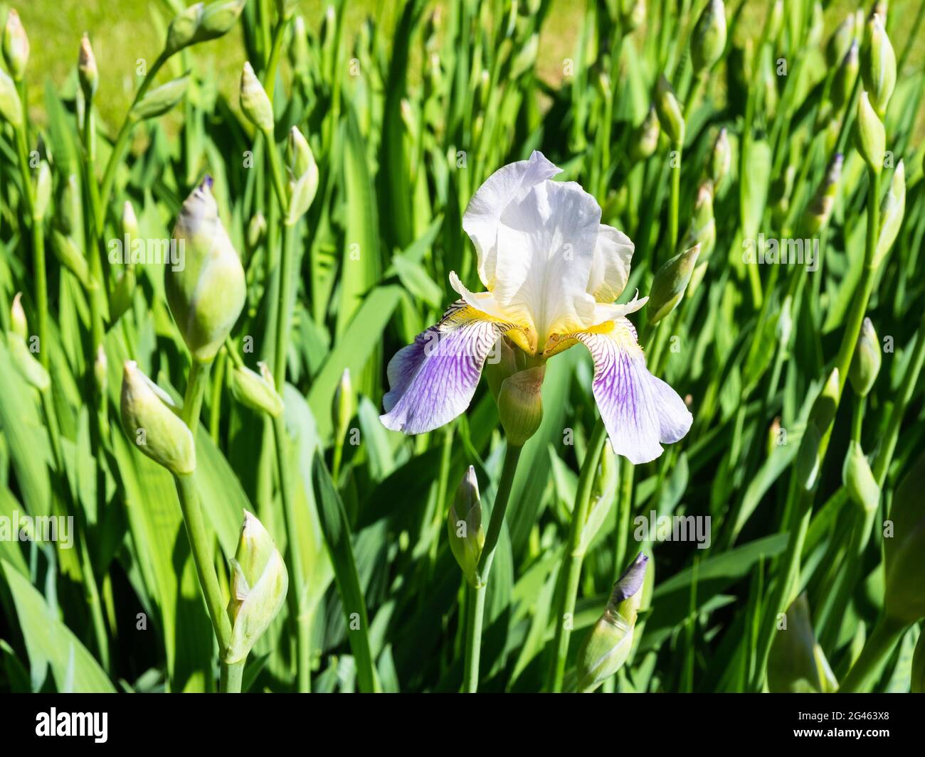 blossoming iris flower at green flowerbed closeup on sunny summer day ...