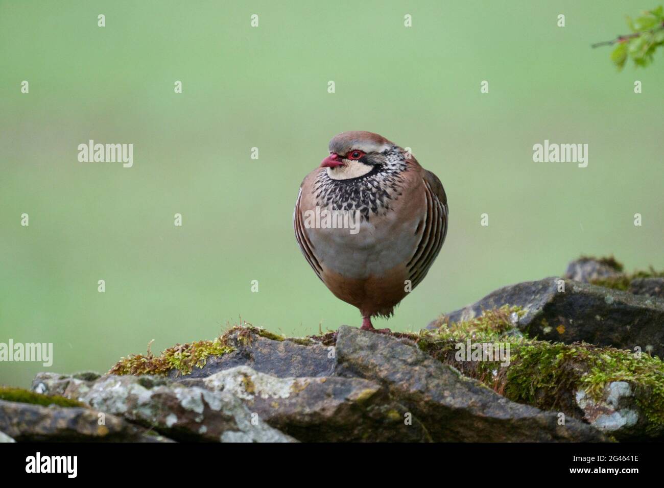 Red-legged partridge, Alectoris rufa, single bird on wall, Yorkshire ...