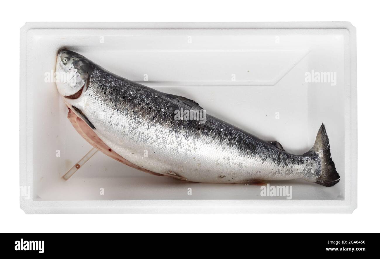 fresh gutted raw Faroe islands Atlantic salmon in foam box cutout on ...