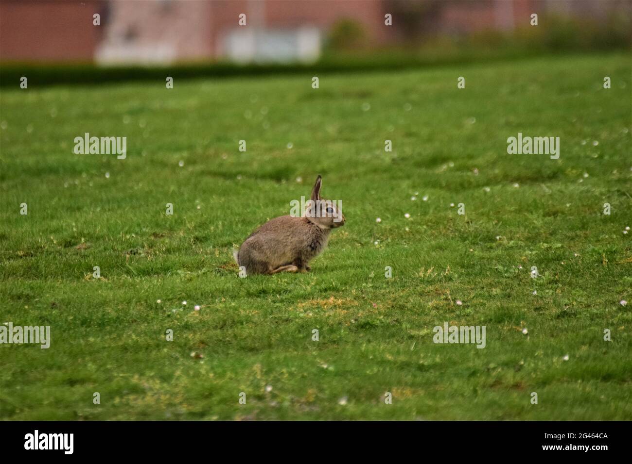 Back view rabbit ears hi-res stock photography and images - Alamy