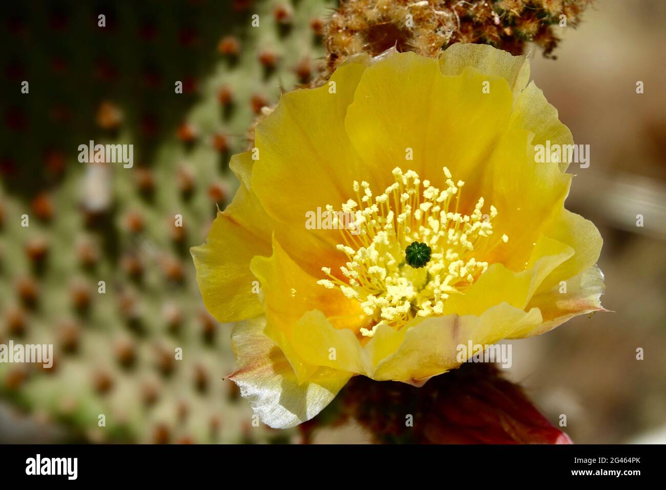 Desert garden flower hi-res stock photography and images - Alamy